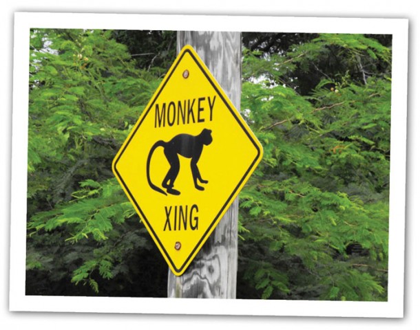 The monkeys of St. Kitts & Nevis - Animal Rights Foundation of Florida